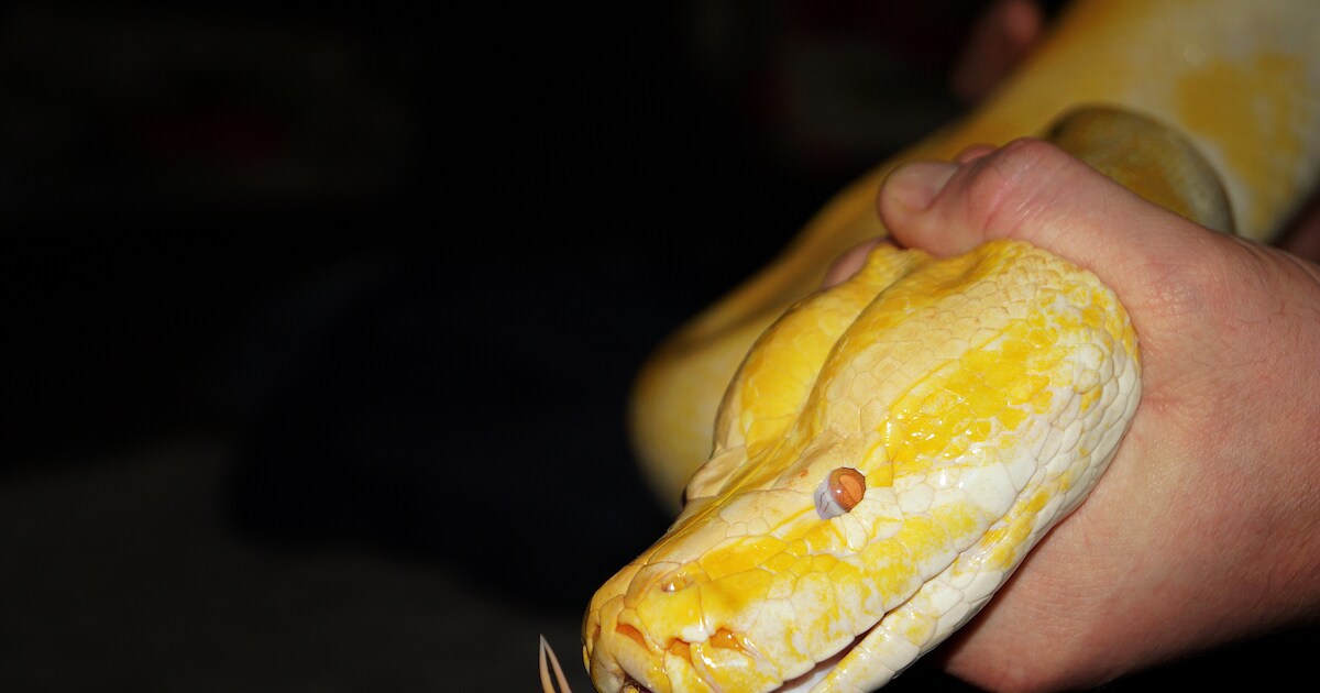 Brugse dierenpolitie treft 5 meter lange tijgerpython, honderden ...