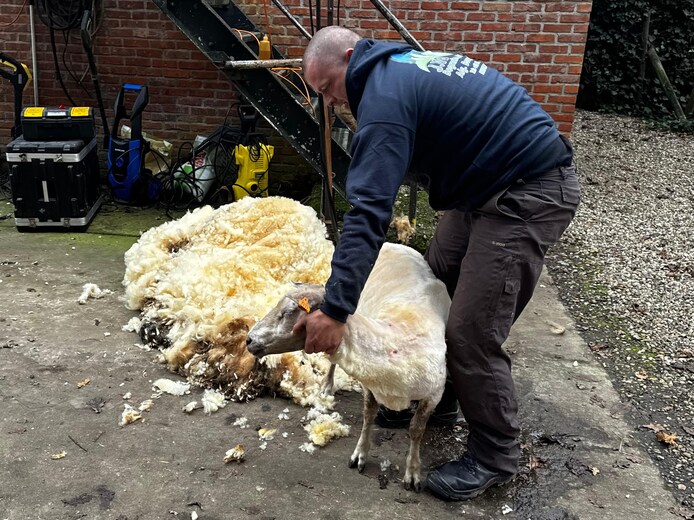 Schaap dat na 5 jaar geschoren werd, heeft nu ook nieuwe thuis: “Maar ...