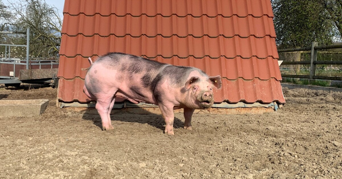 Beer Barry zorgt voor verrassende wending tijdens Tour de Boer in ...