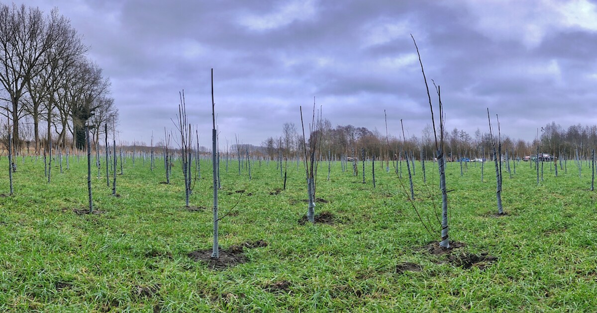 Vzw Durme plant nieuw bos van 1,35 hectare in natuurgebied de Linie ...