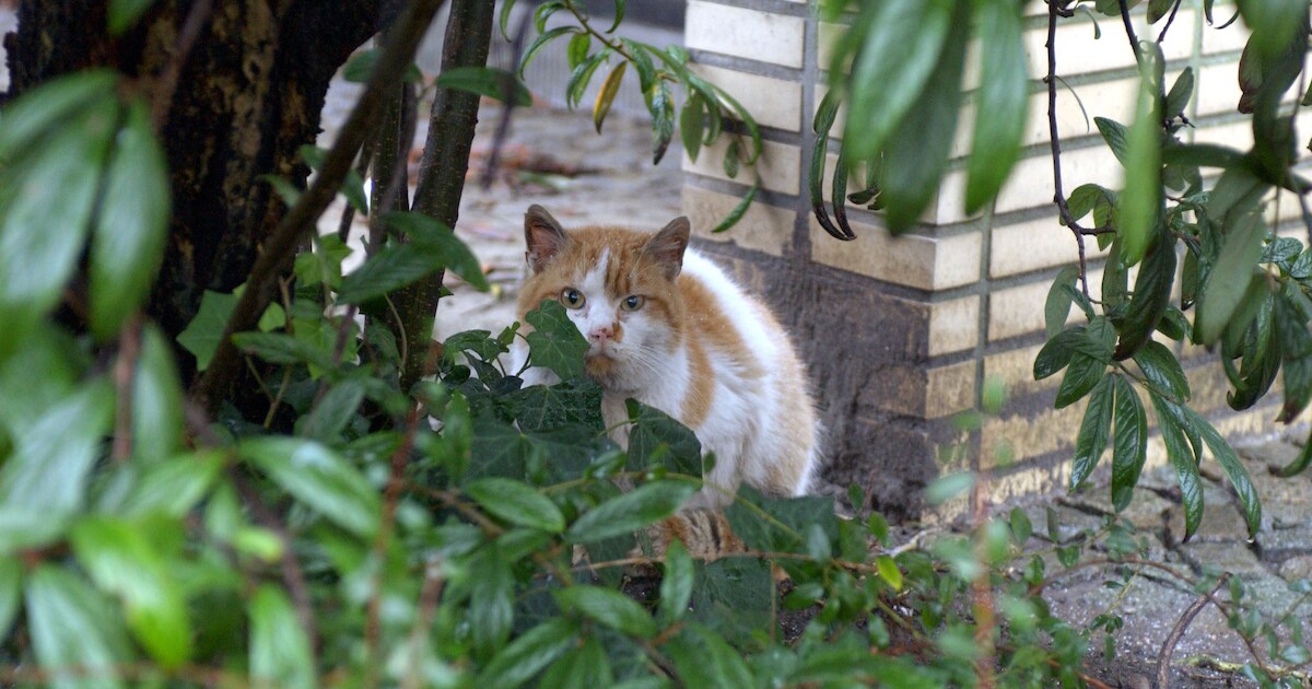 Financiële steun voor asielen en dat is goed nieuws voor de Leuvense zwerfkatten: “Stap voor ...