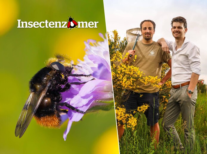 KIJK. Deze vlieg houdt iedereen voor de gek | Insectenzomer | hln.be