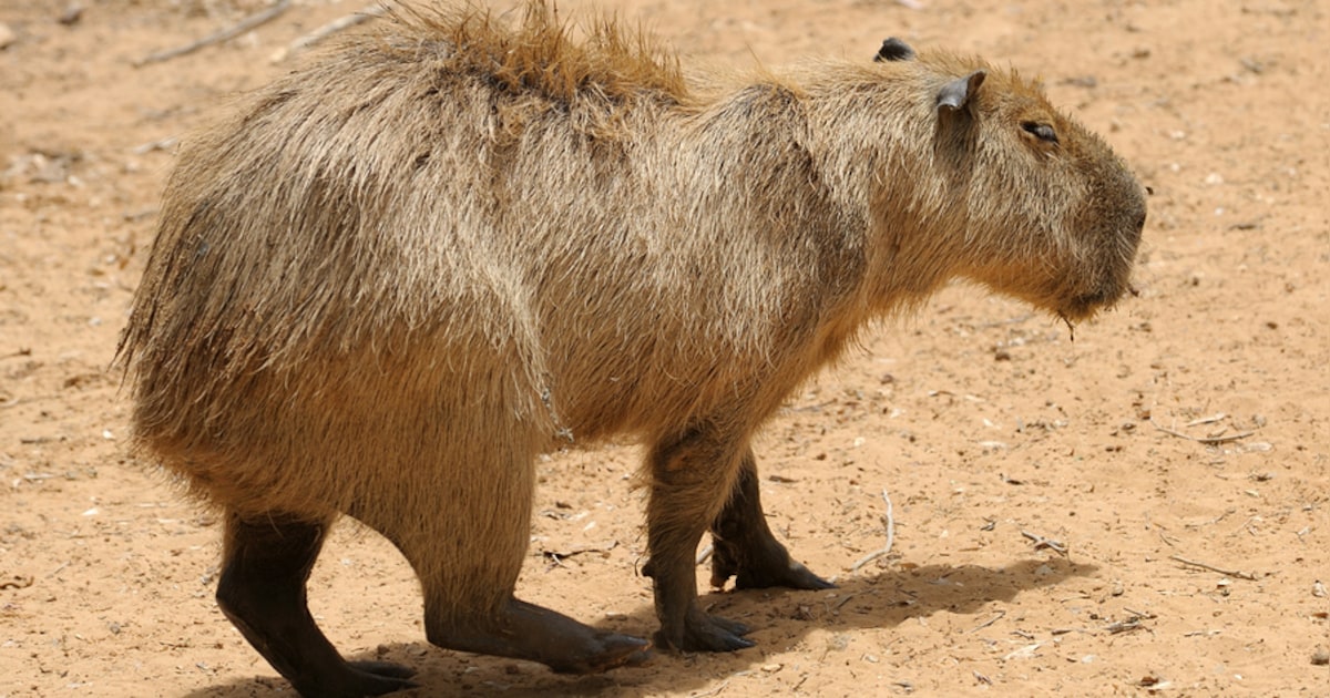 "Agoeti's namen redding bomen over van olifantachtigen" | Dieren | HLN.be
