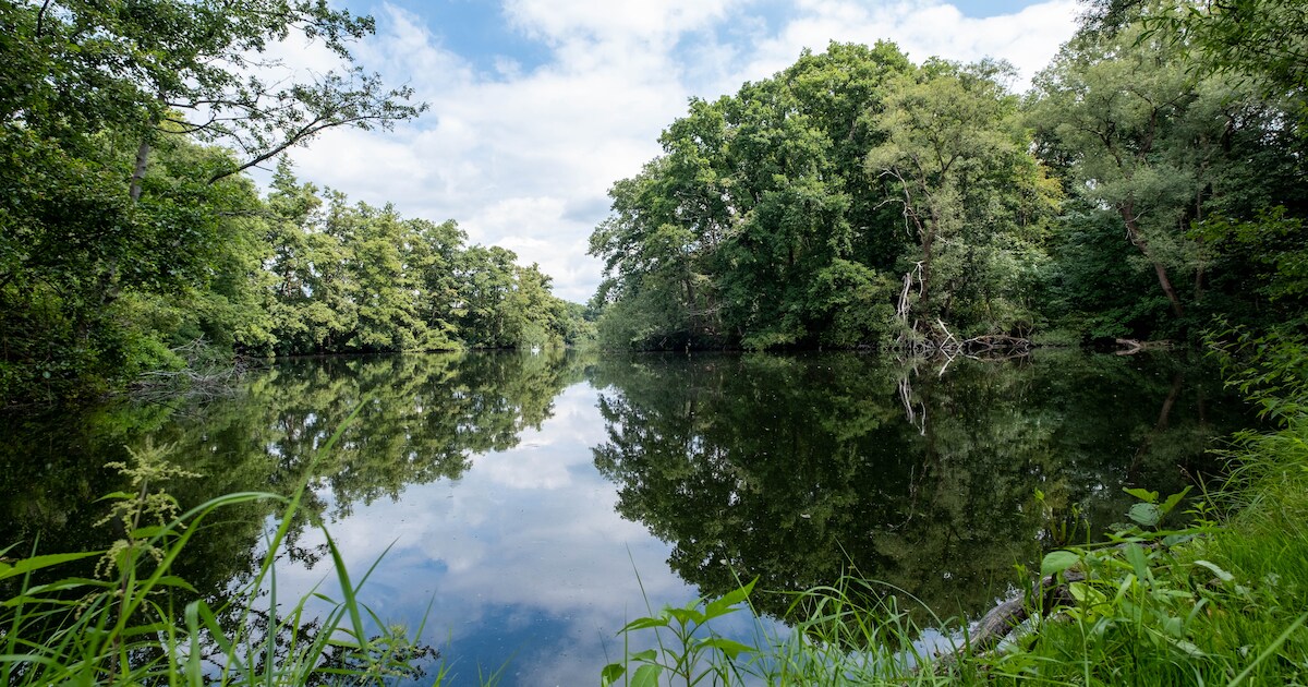 Provincie gaat schadelijke stierkikkers vangen aan Fort van Lier | Lier ...