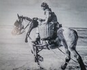 Van een redding op zee tot de eerste vrouwelijke visser te paard: tien ...