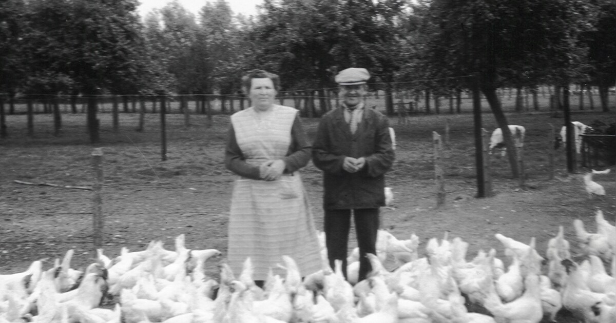 Het Land van Nevele pakt uit met 100 oude familiefoto’s | Deinze | hln.be