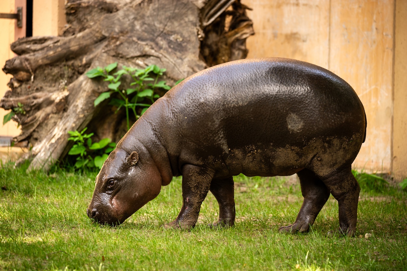 Wat je dit najaar niet mag missen in de Belgische zoos: schattige ...
