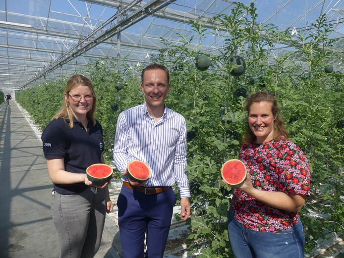 De enige Belgische watermeloenen groeien in Nevele: “Pak kleiner dan in ...