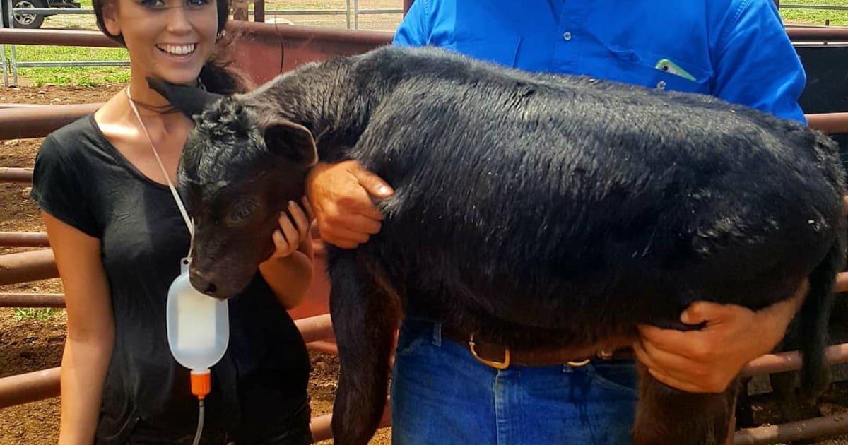 Jan en Romina moeten kiezen tussen België en Australië: "Klaar om voor ...