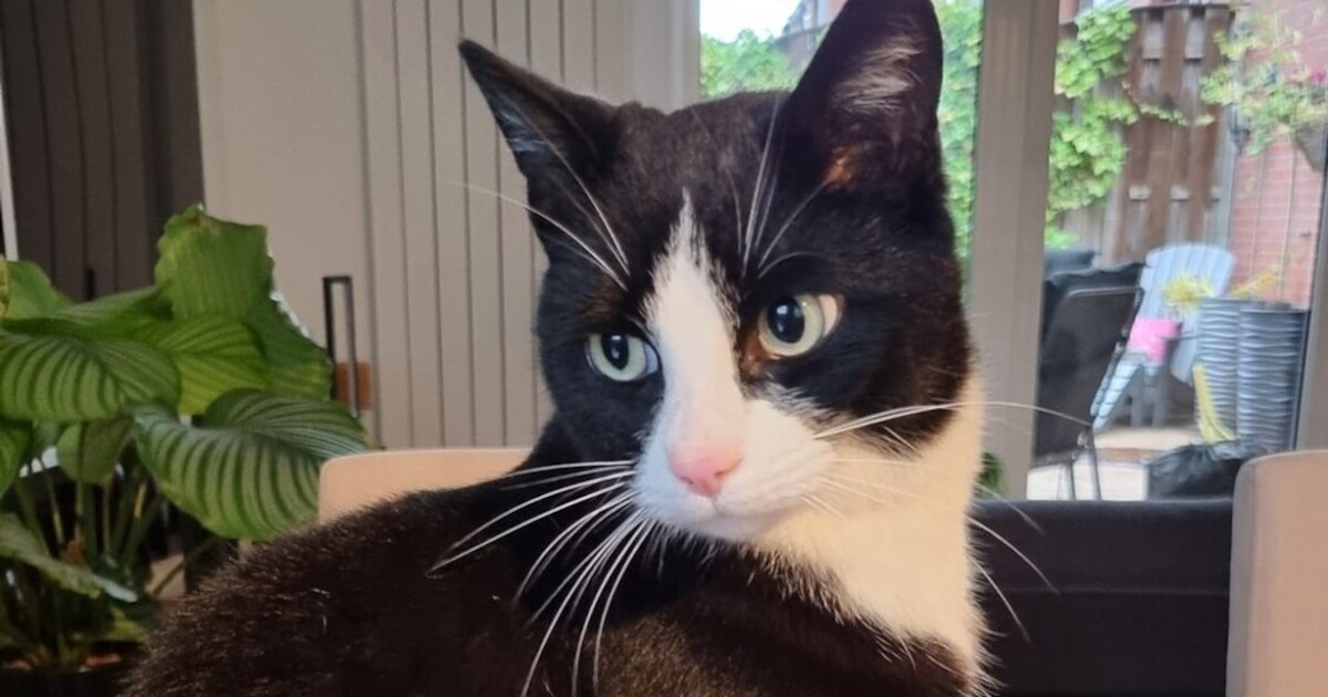 Alexandra kreeg foute kat terug van opvang, haar eigen kat Sammy is ...