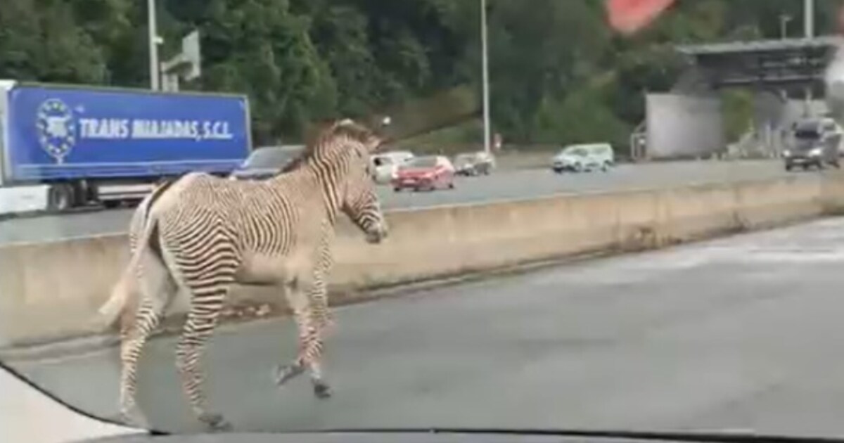 Geen zebrapad, maar wel een echte zebra: bestuurders op Franse snelweg ...