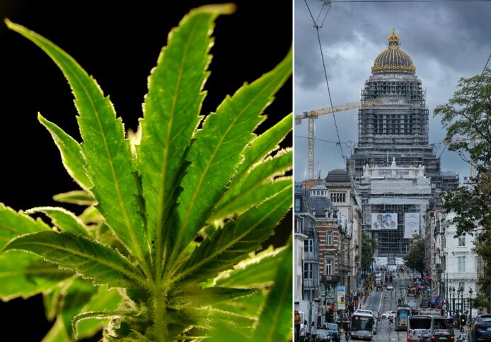 Zwitser betrapt met 32 kilo cannabis: “Slecht idee” | Zaventem | hln.be