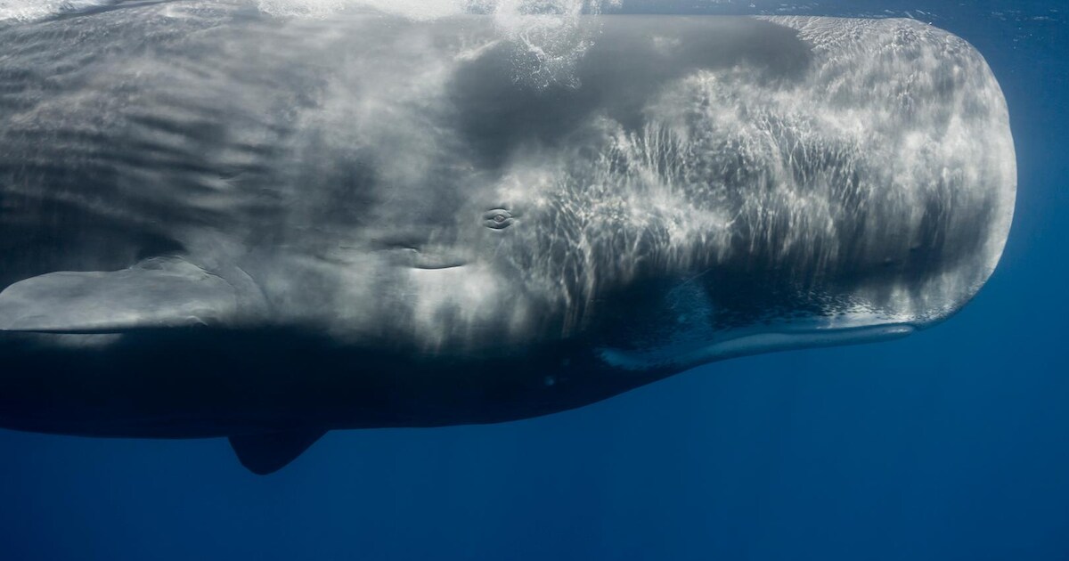 Paleontologen ontdekken 18 miljoen jaar oude potvis met puntige snuit ...