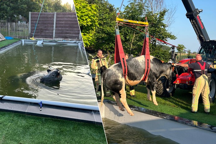 Brandweer redt drachtige koe Jozefien uit zwembad: “Kalfje zal naar redder Guido vernoemd worden ...