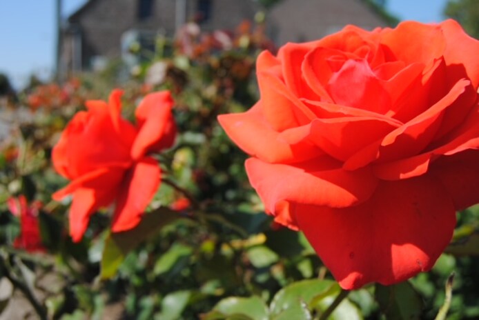 MIJN DORP. Het Kanegem van Daniëlle Coussée (56): “Bloemen maken ...