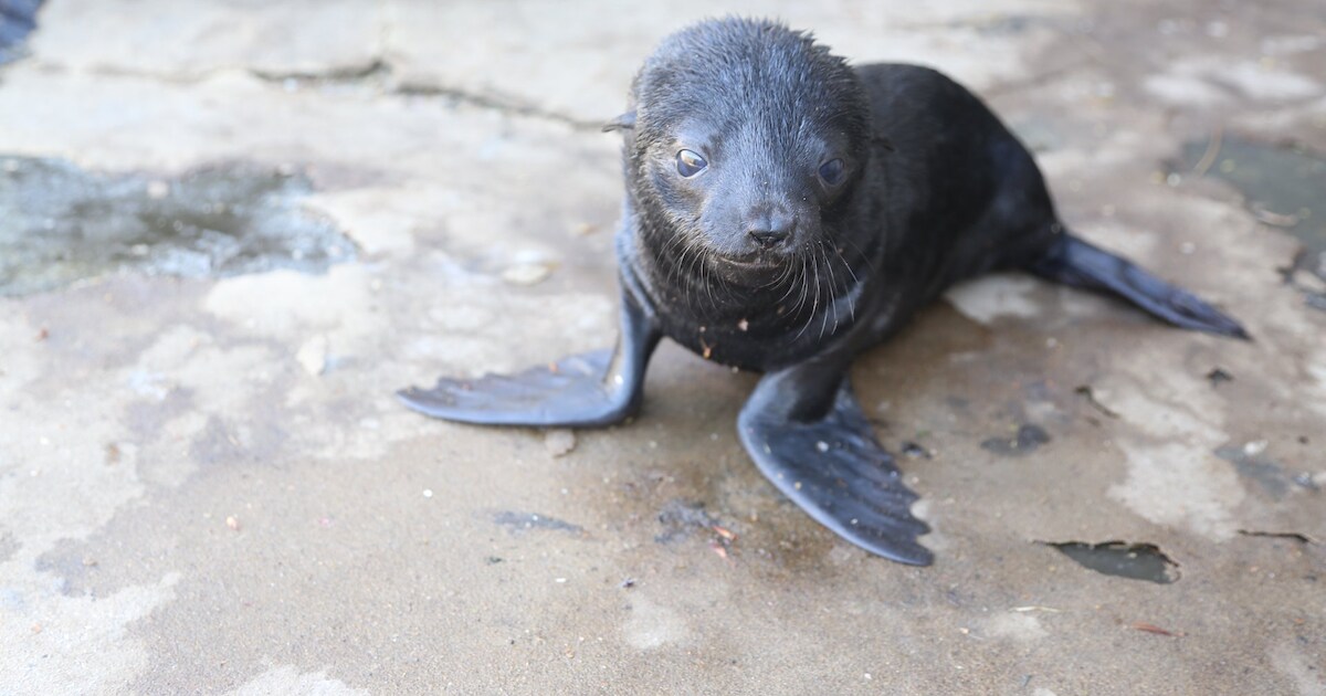 Schattige beelden: kleine pelsrob geboren in Pairi Daiza | Dieren | HLN.be