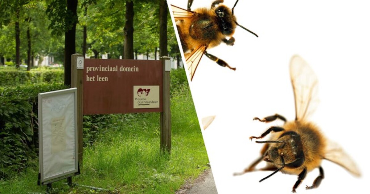 Fietser (58) stikt na insectenbeet in hals, specialist waarschuwt ...