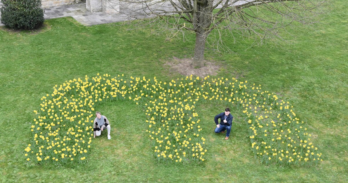 3.000 aangeplante paasbloemen fleuren Meise op | Meise | hln.be
