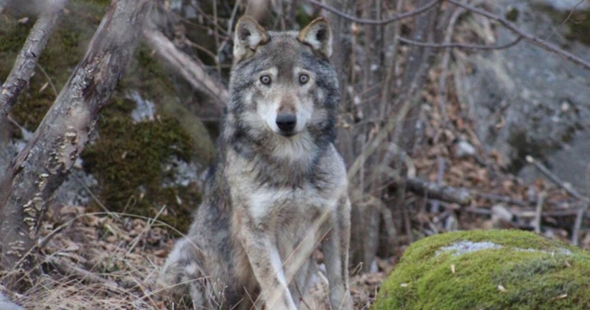 “Ik zal je nooit vergeten”: vrouw neemt uitgemergelde wolf mee naar ...