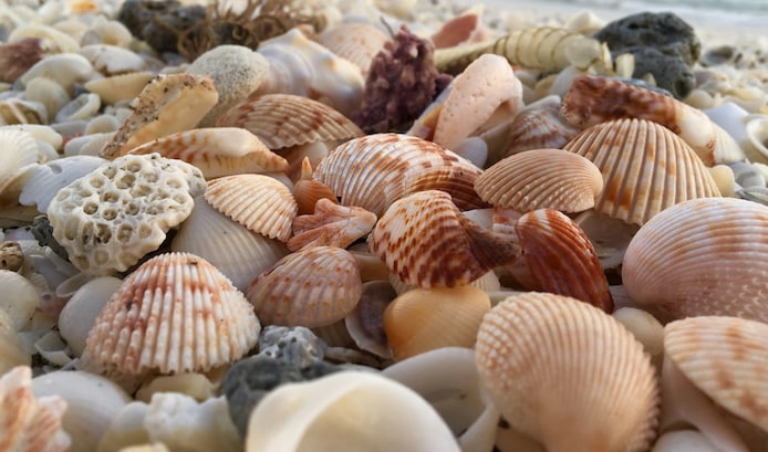 Bereid je voor op Grote Schelpenteldag in Oostende met leermoment ...