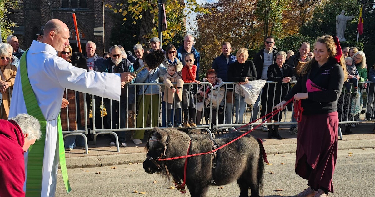 Katten, honden, paarden en zelfs uilen gezegend tijdens jaarlijkse Sint ...