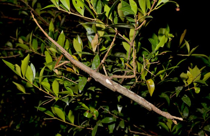 KIJK. Nieuwe soort wandelende tak is mogelijk het zwaarste insect dat ...