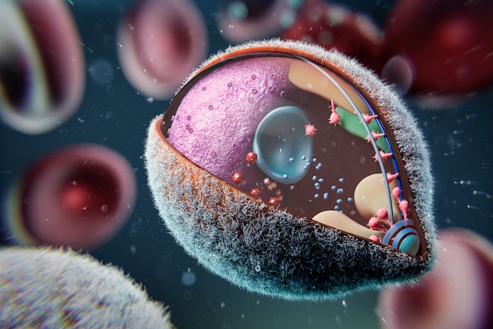 Jef Neve geveld door malaria: wat is de impact ervan op ons lichaam en ...