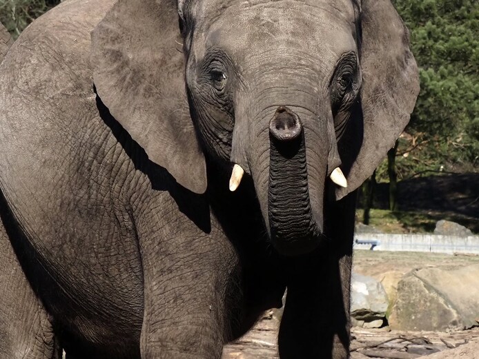 Nieuw mannetje Yambo doet stévig zijn best: drie drachtige olifanten in Safaripark Beekse Bergen ...