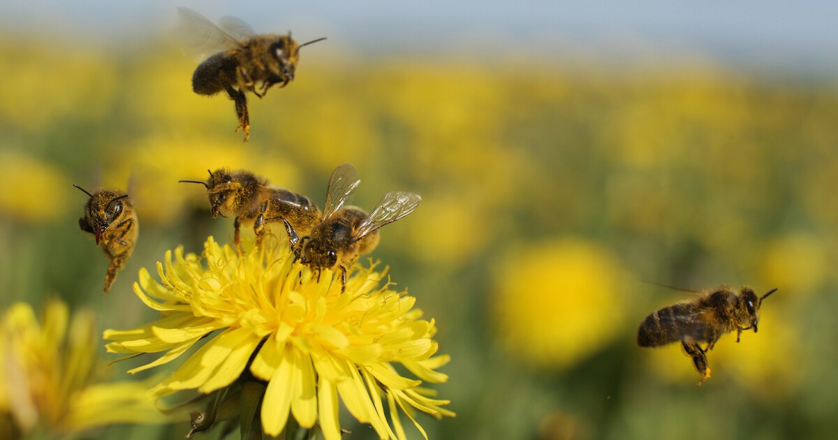 Bijen kunnen rekenen volgens nieuwe studie | Dieren | HLN.be