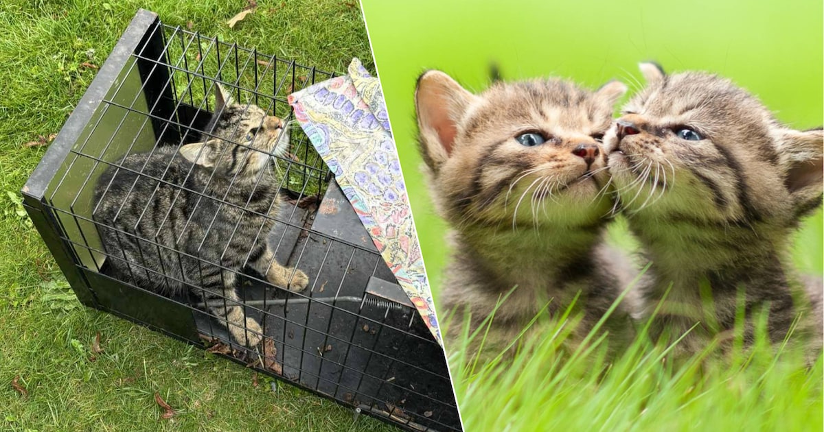 Kat Zoekt Thuis vangt 449 zwerfkatten in Gent: “Inzet vrijwilligers ...