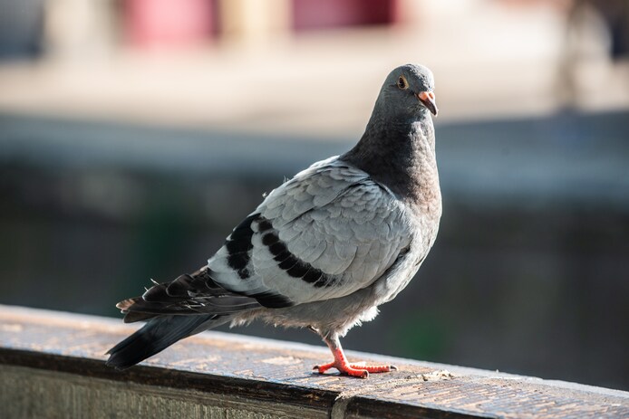 “Ze werden opgepakt en afgeslacht”: Duiven gevangen in Merksem en ...