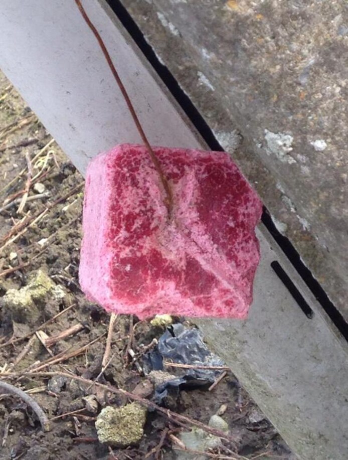 Rattenvergif te grabbel in grasberm | Wevelgem | hln.be