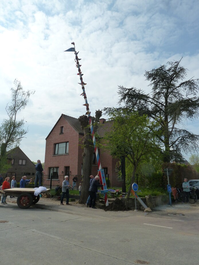 Gilde van het Heilig Kruis plant meiboom | Waasmunster | hln.be