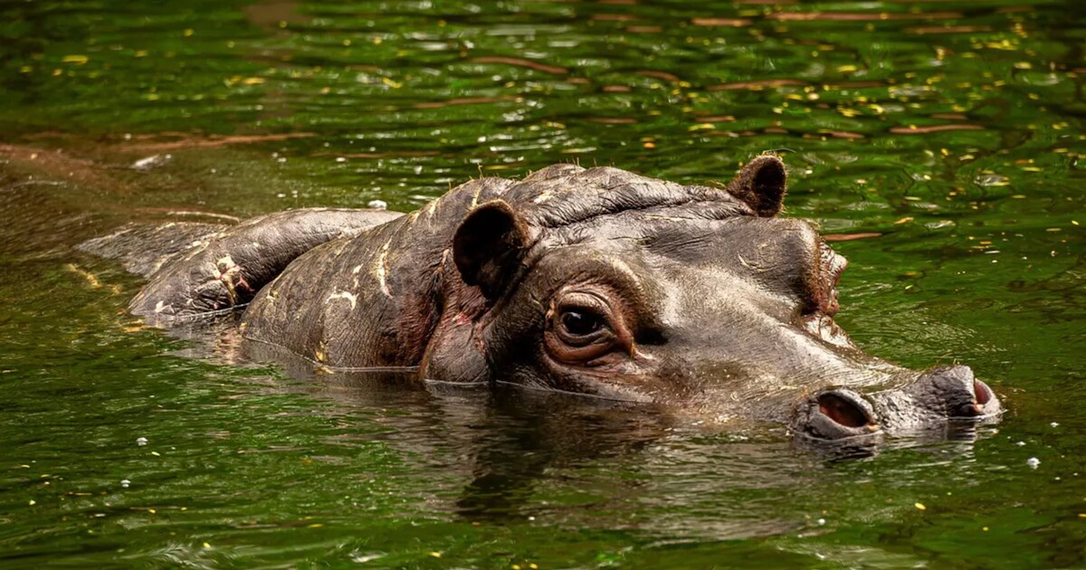 Antwerpse Zoo laat nijlpaard Hermien (43) inslapen: “Haar verder laten ...