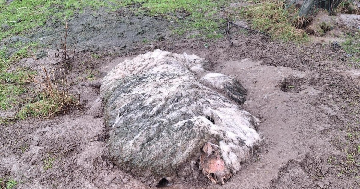 Verwaarloosd schaap en uitgemergelde hond sterven in hoeve langs ...