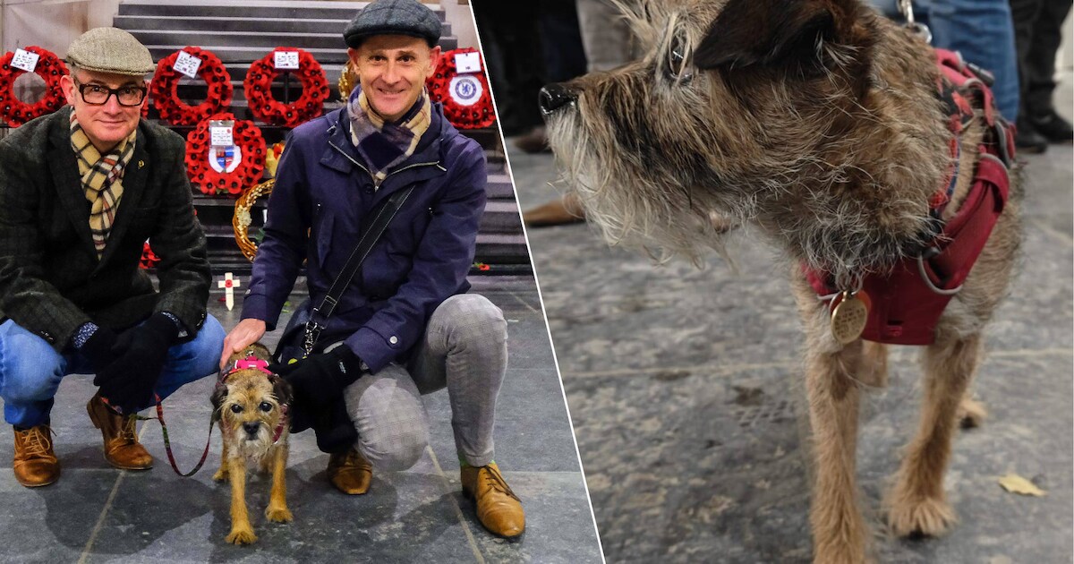 Hondje Finzi brengt 200ste bezoek aan Last Post in Ieper: “Ze is ...