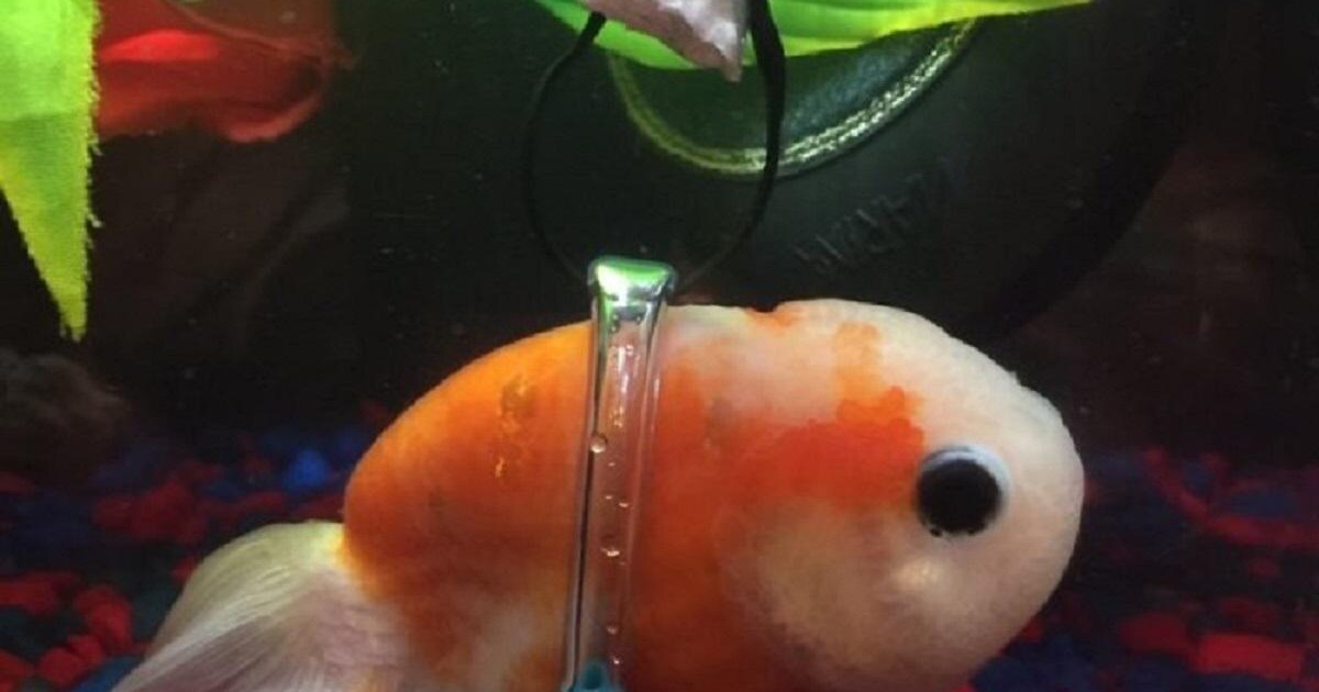 Goudvisje met evenwichtsstoornis krijgt 'rolstoel' | Dieren | HLN.be