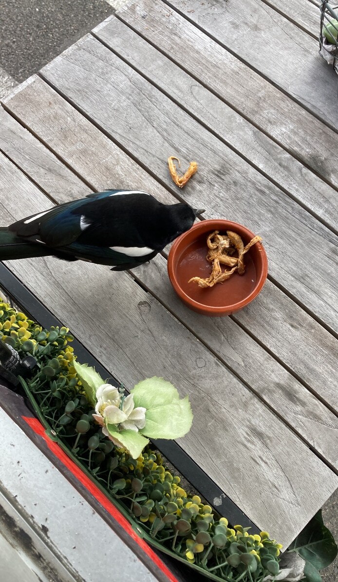 KIJK. Dexter de ekster voelt zich helemaal thuis bij ‘baasje’ Lara (23 ...
