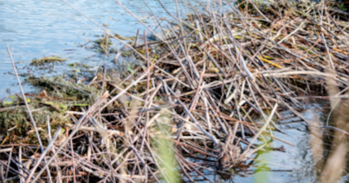 Bever bouwt dam op de Varendonkse Beek | Laakdal | HLN.be
