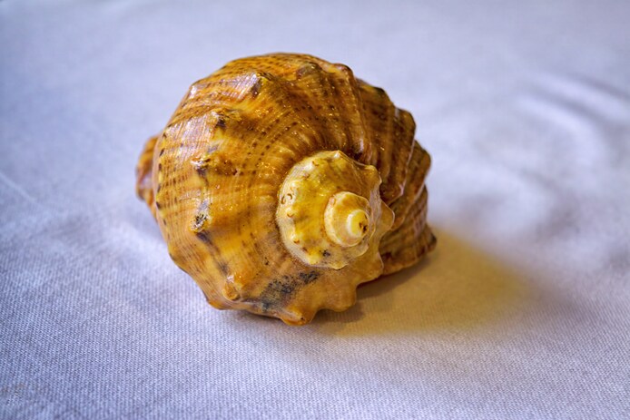 Schrokker van oesters en mosselen: zorgen om mogelijke opkomst van ...