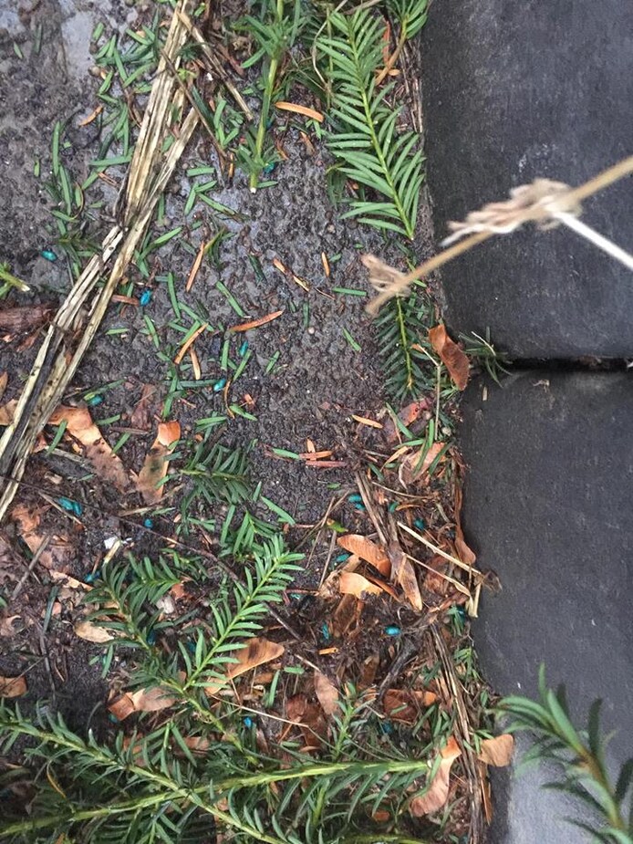 Dierenbeul gooit rattenvergif in tuin: labrador Jefke (7) haalt het ...