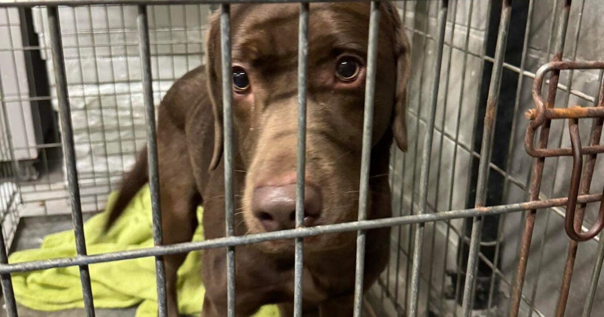 Politie van Menen zoekt eigenaar van deze bruine labrador | Menen | HLN.be
