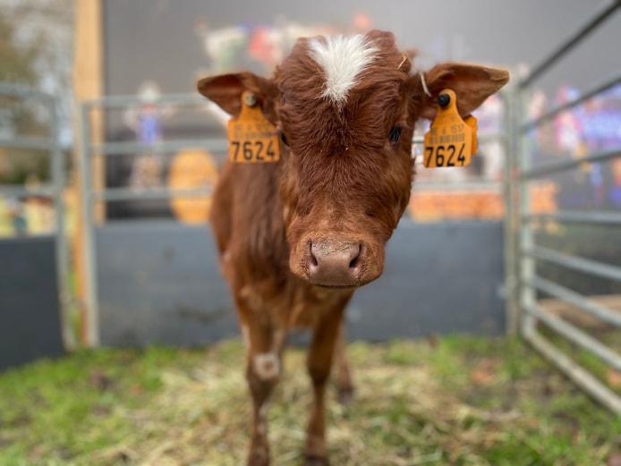 Marathonloper Tom De Lobel organiseert (Kinder)boerderij voor één dag ...