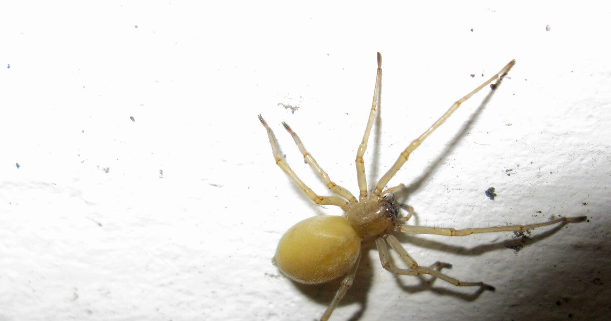 Natuurpunt Antwerpen Stad: “Gele spoorspin is een blijver” | Antwerpen ...