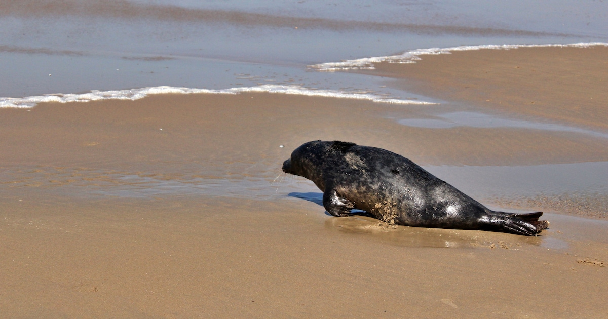 Zeehond Zytha is vrijgelaten in Middelkerke | Middelkerke | HLN.be
