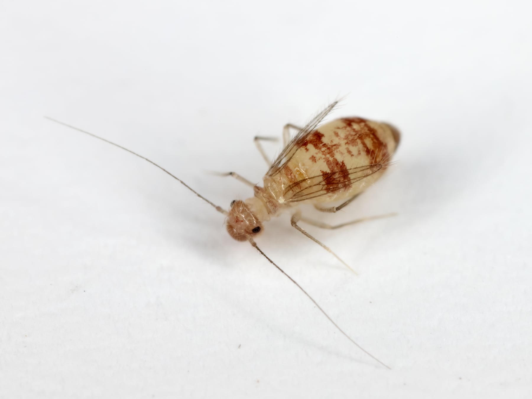 Ontdek 4 weken HLN Digitaal voor slechts 1 euro | Campagne | HLN.be