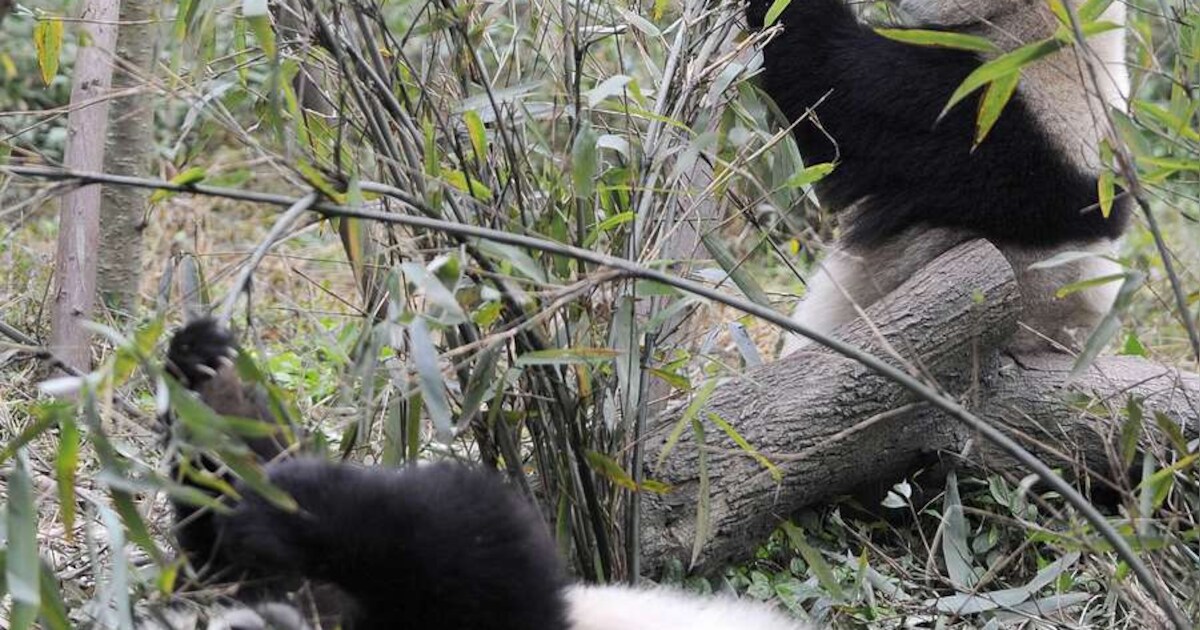 "Panda niet meer te redden" | Weer & Wetenschap | HLN.be