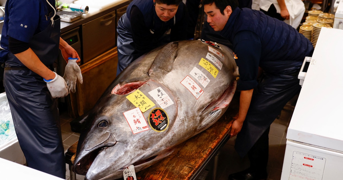 Japanse restaurantgroep betaalt bijna 1,3 miljoen euro voor blauwvintonijn van 276 kilo ...