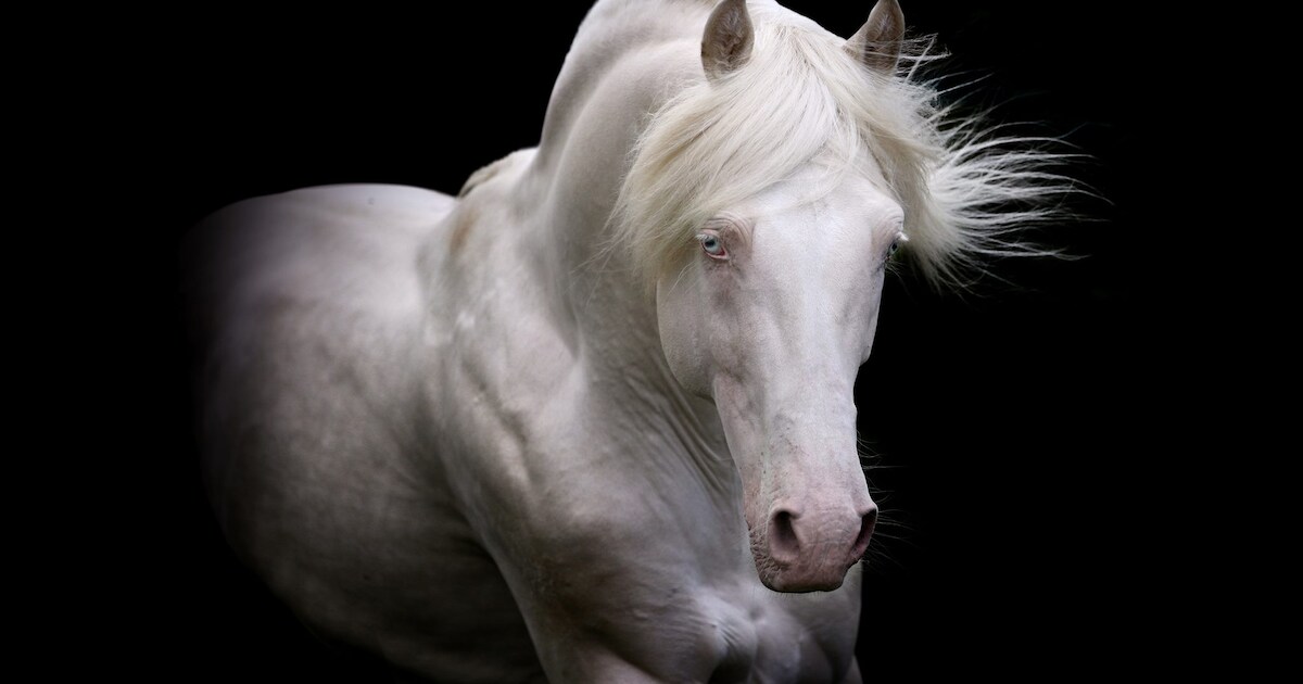 Kunstenaressen brengen ode aan het paard in Koetshuis | Waregem | HLN.be