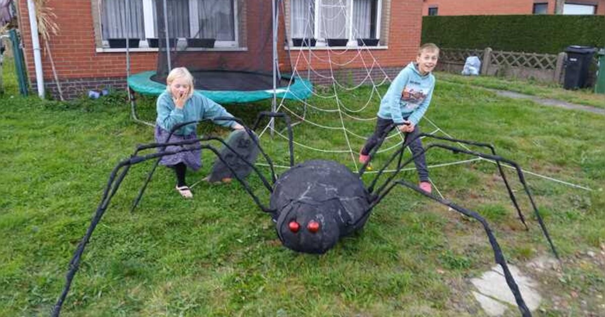 Arthur en Helena uit Brecht bouwen spin voor Halloween | Brecht | HLN.be